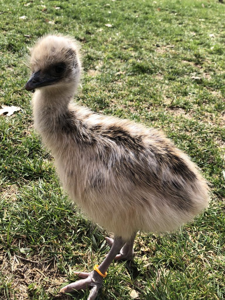 Products – Allawah Enterprises, LLC Emu for sale in Oregon